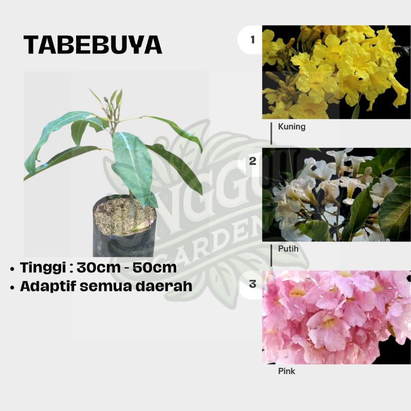 Jual Bibit Tanaman Pohon Tabebuya Bunga Tabebuya | Shopee Indonesia