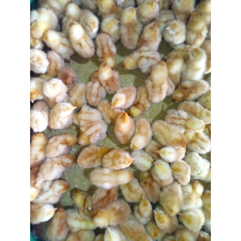 Jual Doc Ayam Petelur Super Grade (A) 1 Box Isi 100 Ekor Bonus 2 ...