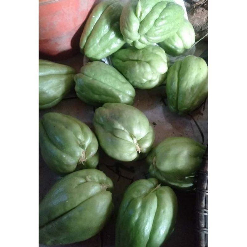 Jual BIBIT LABU SIAM JUMBO / BENIH LABU SIAM / LABU SAYUR / BENIH ...