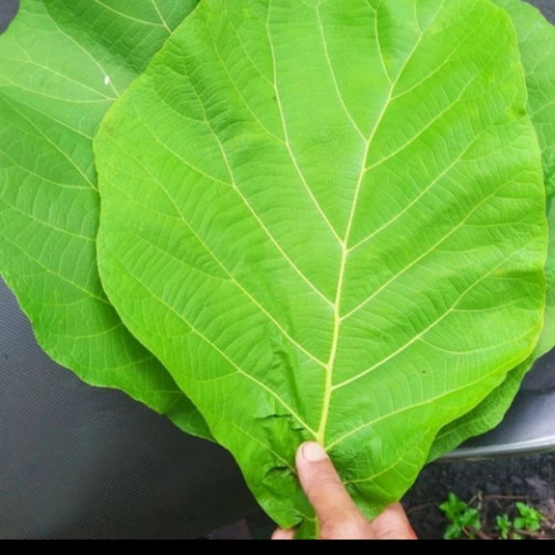 Jual Daun jati pres segar 1kg asli buat bungkus nasi | Shopee Indonesia