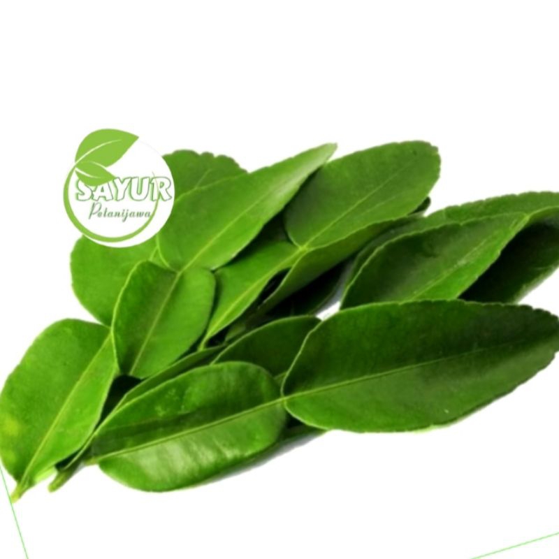 Jual Daun Jeruk Segar | Daun jeruk 1 pac | Shopee Indonesia