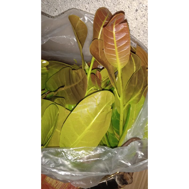Jual daun jambu mede/jambu monyet 500gr, 1kg | Shopee Indonesia