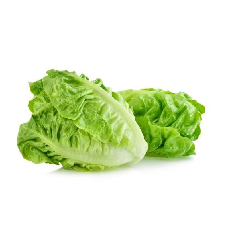 Jual Romaine Lettuce, Selada Cos 500gr | Shopee Indonesia