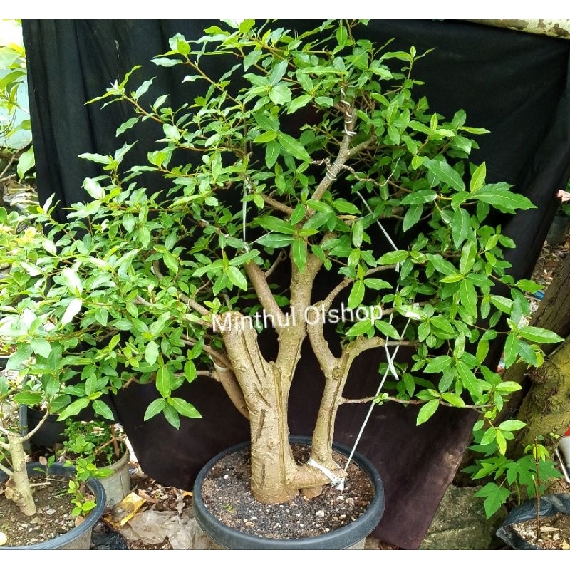 Jual Bonsai loa batang jumbo sesuai foto bonus tanaman jambu darsono ...