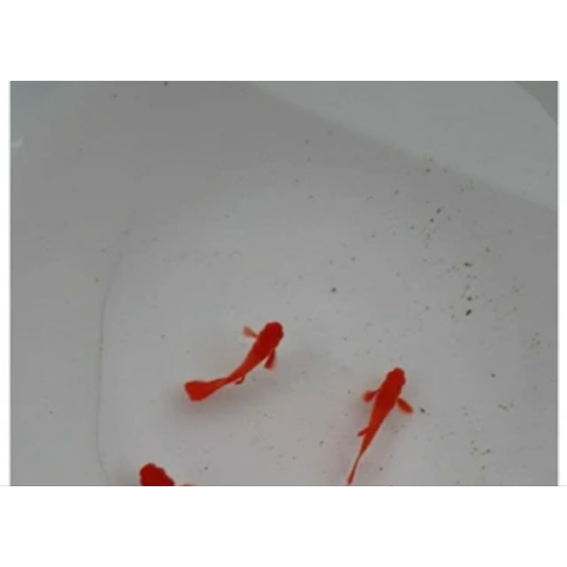 Jual albino koi red ear | Shopee Indonesia