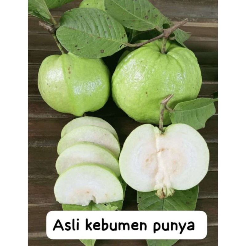 Jual Jambu Kristal / Crystal Guava 1kg | Shopee Indonesia