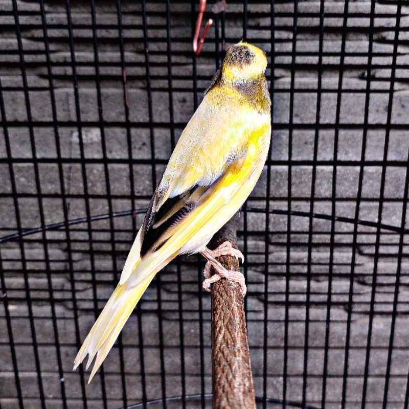 Jual Kenari AF Bon Kuning Simetris - Jantan Gacor (Only Instant ...