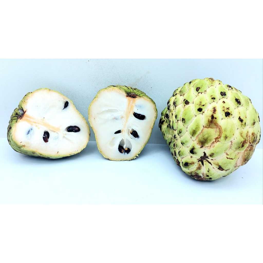 Jual Nandori Garden Srikaya Jumbo 1 Kg | Shopee Indonesia