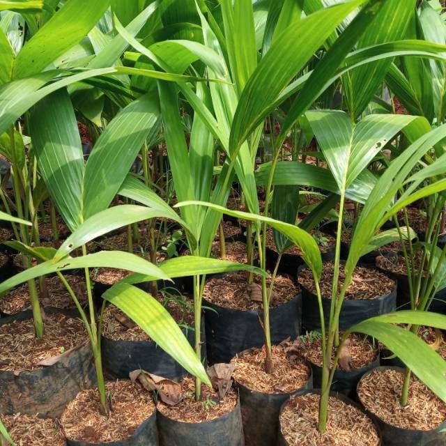 Jual Tanaman Palem Kuning | Shopee Indonesia