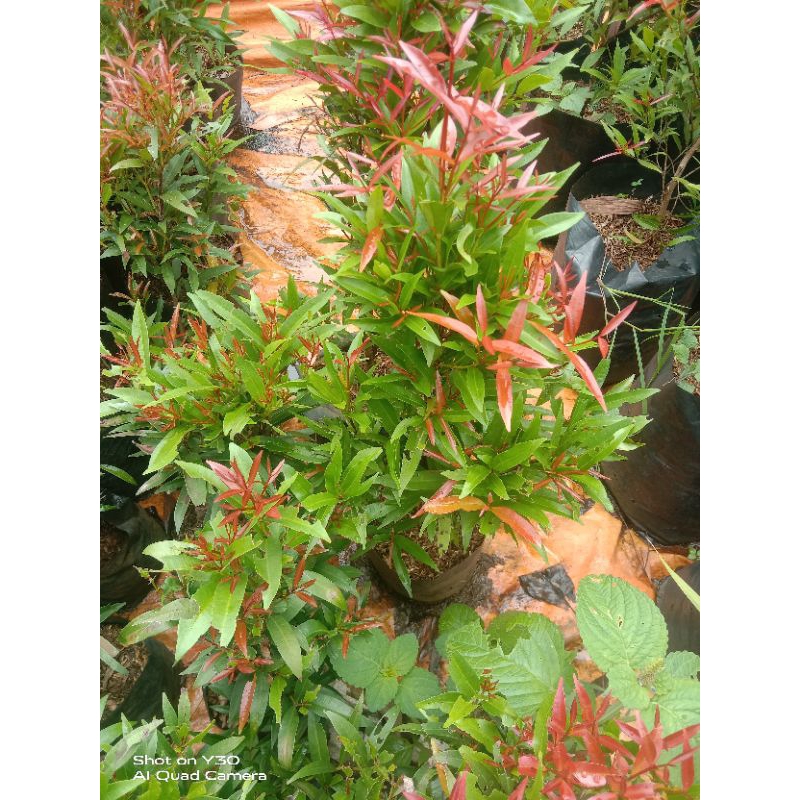 Jual tanaman pucuk merah/pohon pucuk merah | Shopee Indonesia