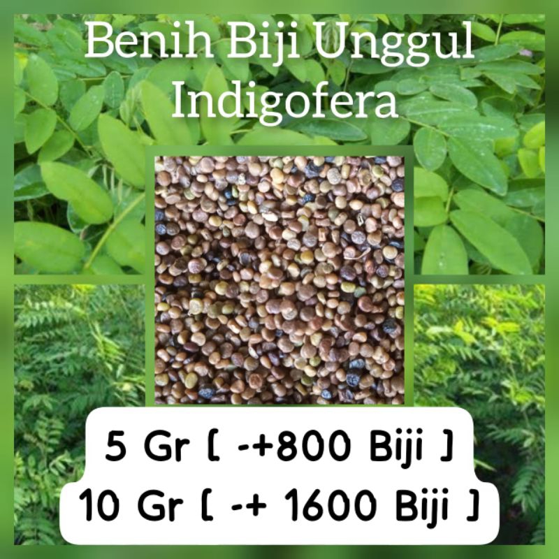 Jual Benih Biji Unggul Indigofera 5 Gr [-+800 biji] dan atau 10 Gr ...