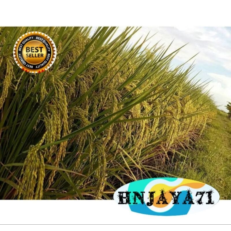 Jual BIBIT PADI INPARI 32 KEMASAN 1 KG | Shopee Indonesia