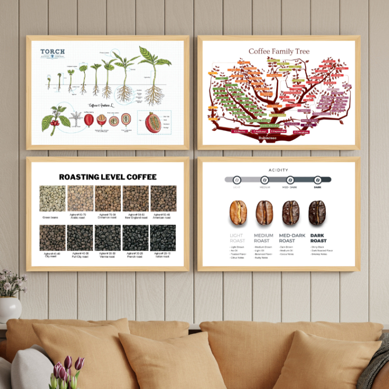Jual Coffee Family Tree Poster Kopi Pohon Kopi Anatomy Roasting ...