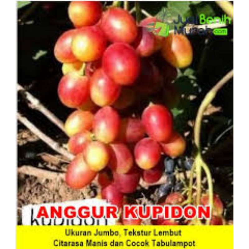 Jual semi induk anggur KOPIDON tinggi 2m up | Shopee Indonesia