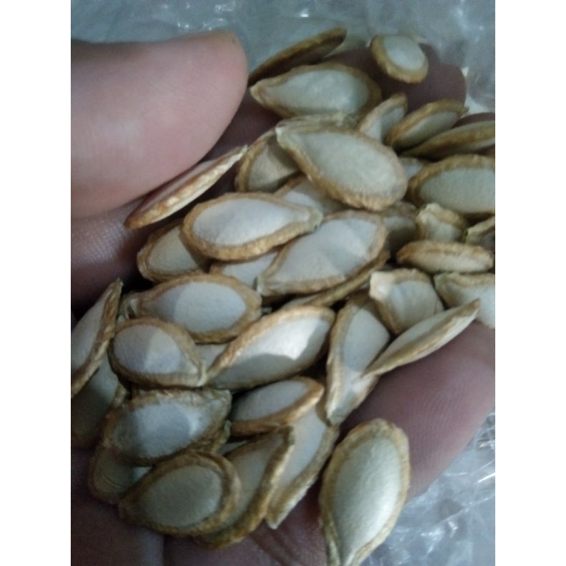 Jual biji labu kuning/waluh isi (100 biji) | Shopee Indonesia