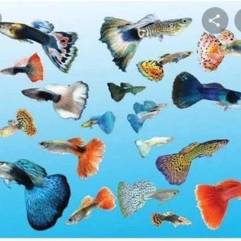 Jual ikan guppy dragon platinum full red tiger HB white / ikan hias untuk aquascape [khusus ...