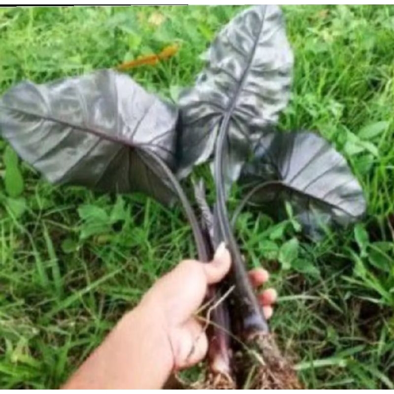 Jual Tanaman Hias Sente Hitam / Talas Hitam / keladi hitam | Shopee ...