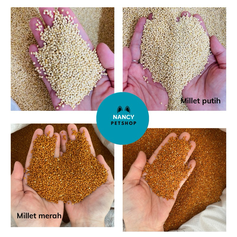 Jual Millet putih / Millet Merah / pakan burung / Makanan burung ...
