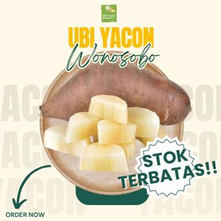 Jual UBI YAKON, UMBI YAKON,UBI YACON ASLI WONOSOBO FRESH (STOCK ...