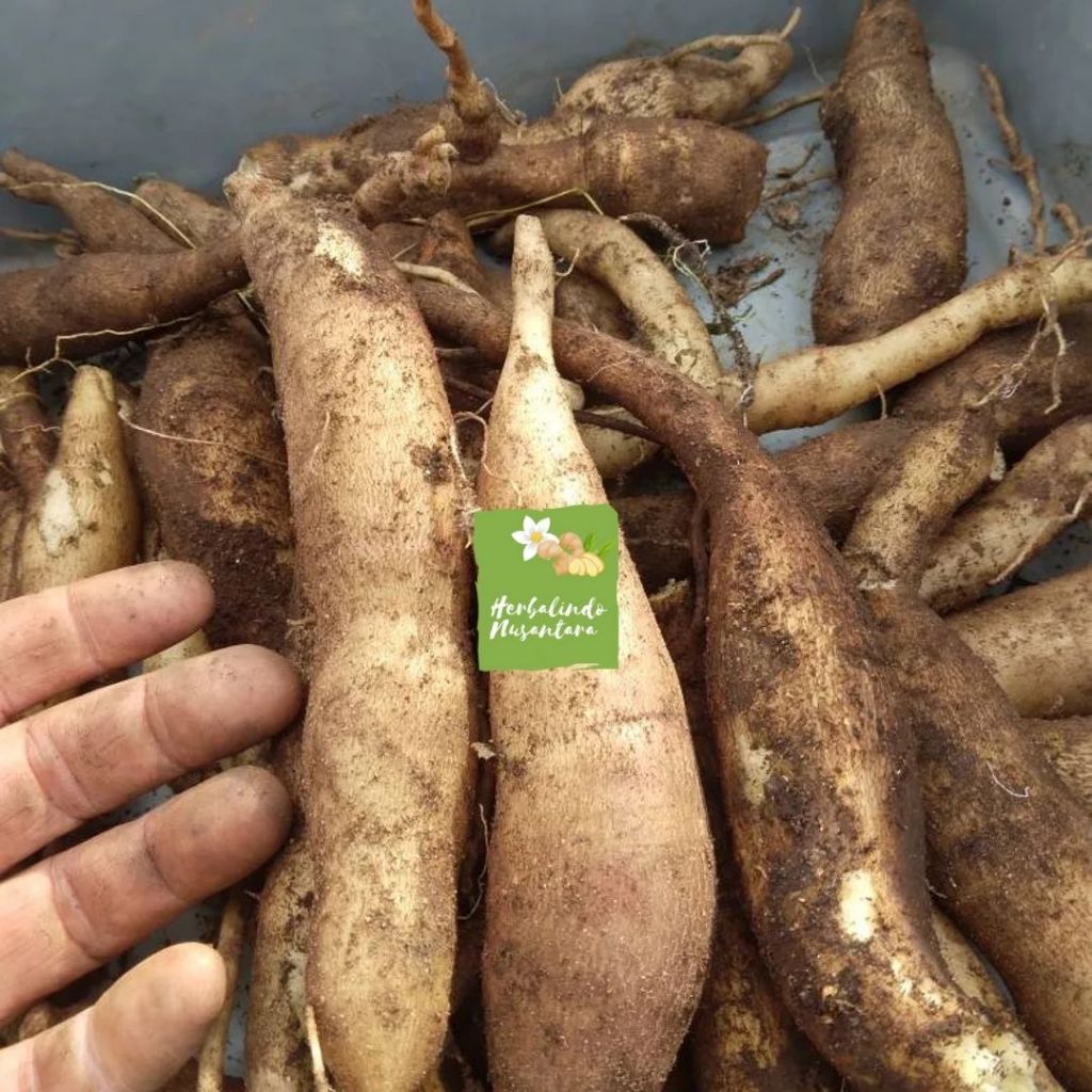 Jual UBI YAKON, UMBI YAKON,UBI YACON ASLI WONOSOBO FRESH (STOCK ...