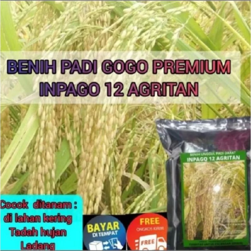 Jual BENIH PADI GOGO PERIUM INPAGO 12 ARITAN 1KG | Shopee Indonesia