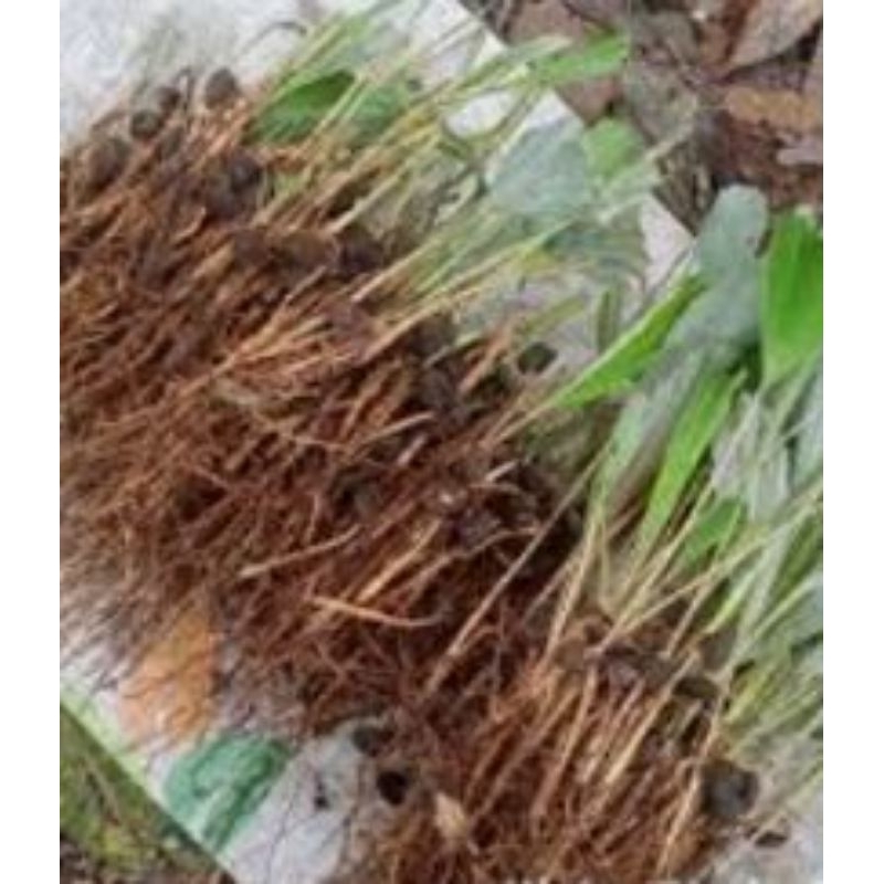 Jual paket 100 batang bibit aren unggul | Shopee Indonesia