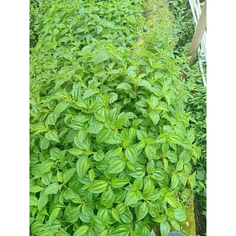 Jual Tanaman Pohpohan Siap Tanam 20 Batang - Mudah Tumbuh dan ...