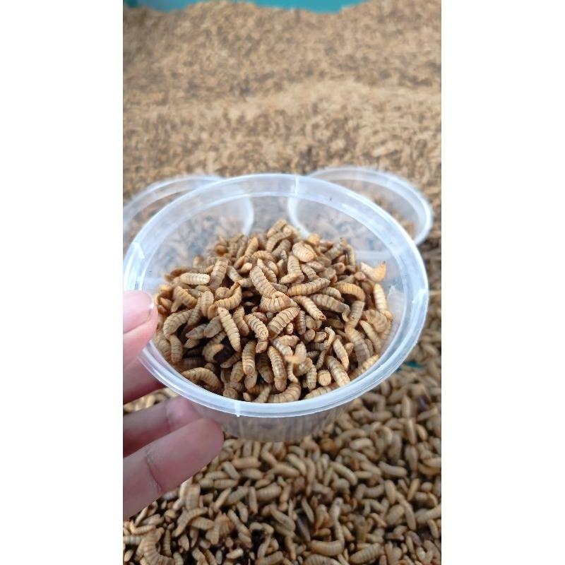 Jual Maggot Fresh per 100 gram | Shopee Indonesia