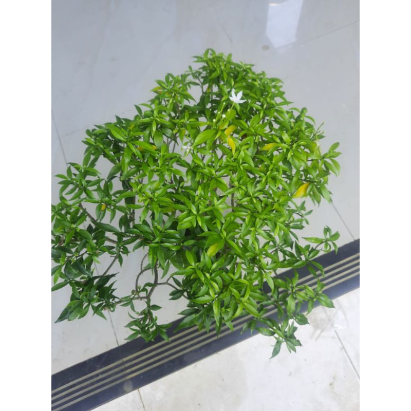 Jual rombusa _(bunga_melati2an) | Shopee Indonesia