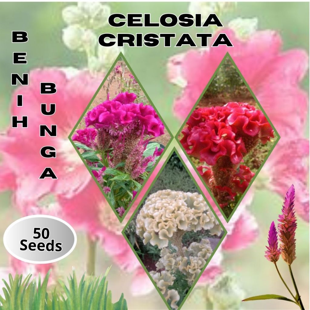 Jual Twinsdaily | Benih Bunga Celosia Cristata / Jawer Kotok / Jengger ...