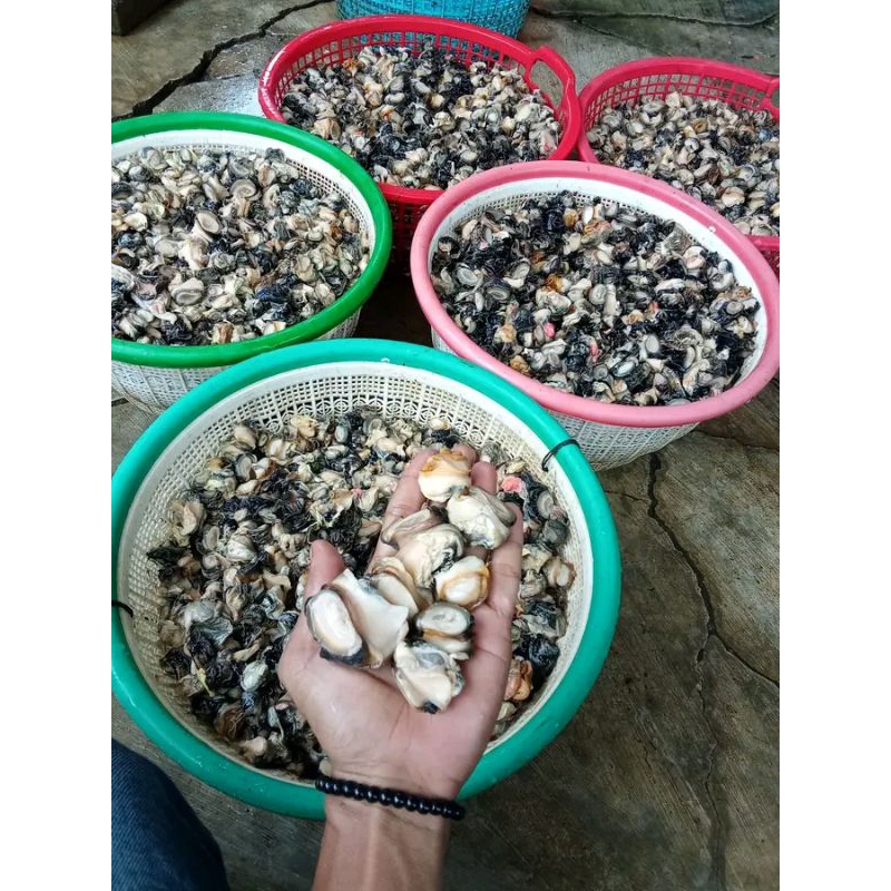 Jual DAGING SIFOOD KEONG SAWAH 500 G PRESS | Shopee Indonesia