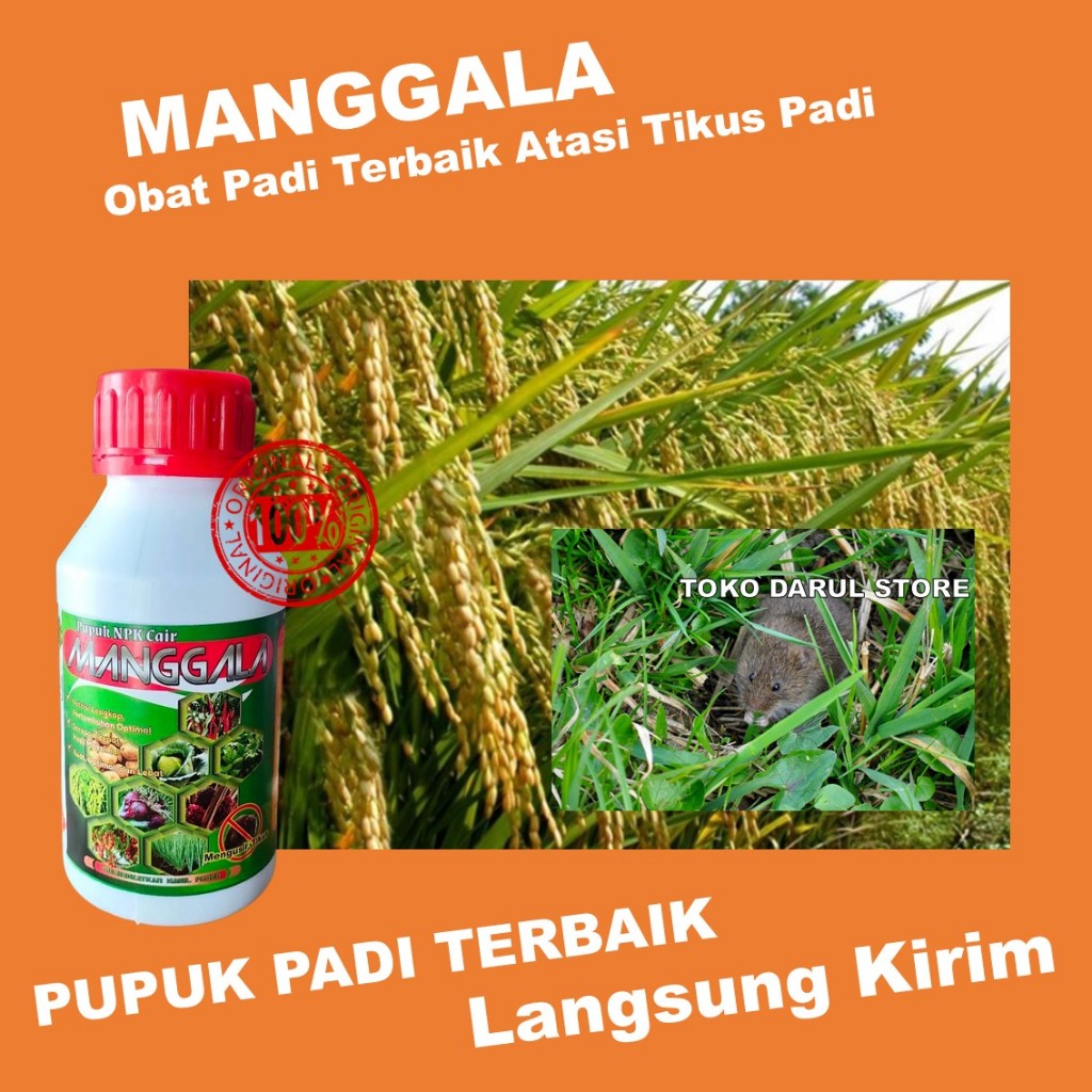 Jual PUPUK PENGENDALI HAMA TIKUS DAN BURUNG PADI DI SAWAH PALING AMPUH ...