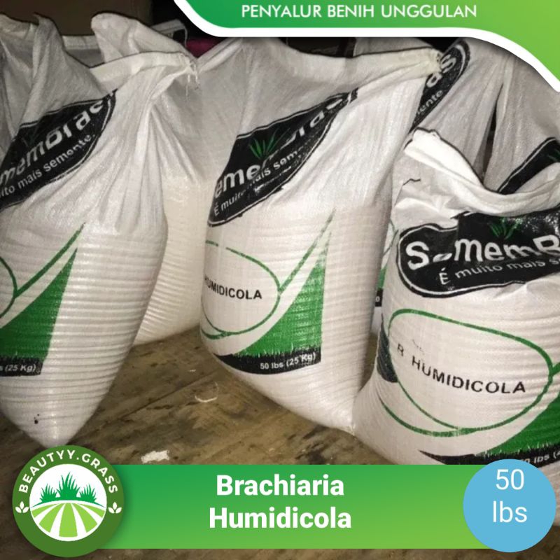 Jual Brachiaria Humidicola 50Lbs - 1 karung Biji benih rumput pakan ...