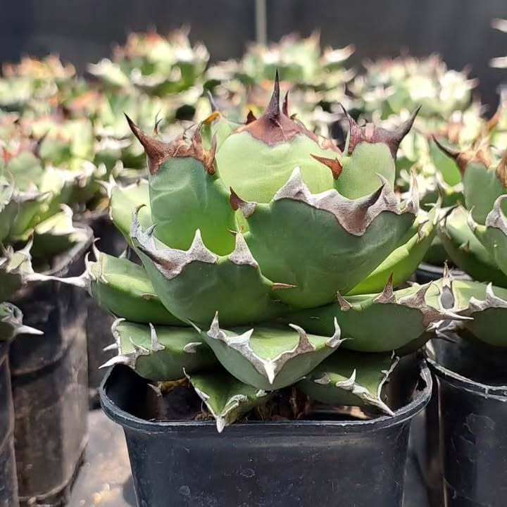 Jual Agave Titanota Kyoto / Compacta / Dwarf / Himegenryu | Shopee Indonesia