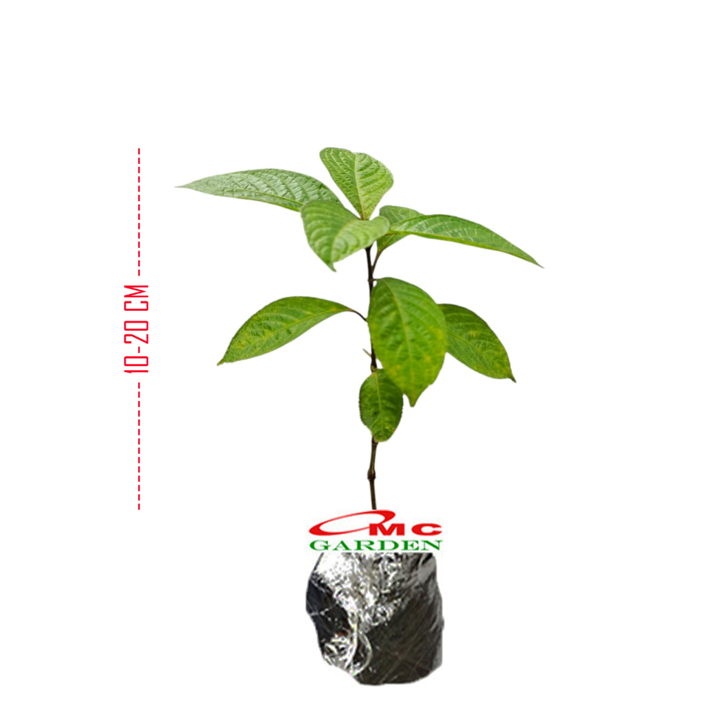 Jual Bibit Tanaman Keci Beling Bibit Keji Beling Tanaman Pecah Beling ...