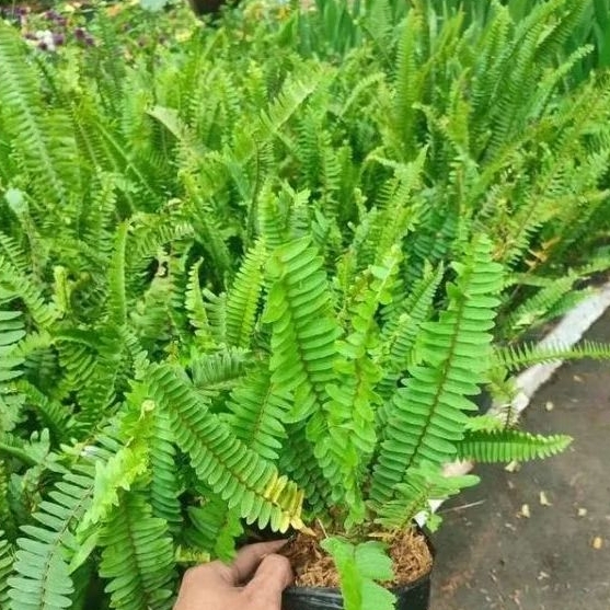 Jual Tanaman Hias Pakis Boston / Nephrolepis Exaltata | Shopee Indonesia