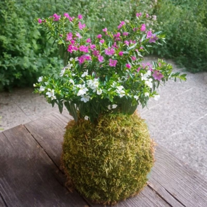 Jual Mossball - Cuphea Hyssopifolia Taiwan Beauty Bonsai | Shopee Indonesia
