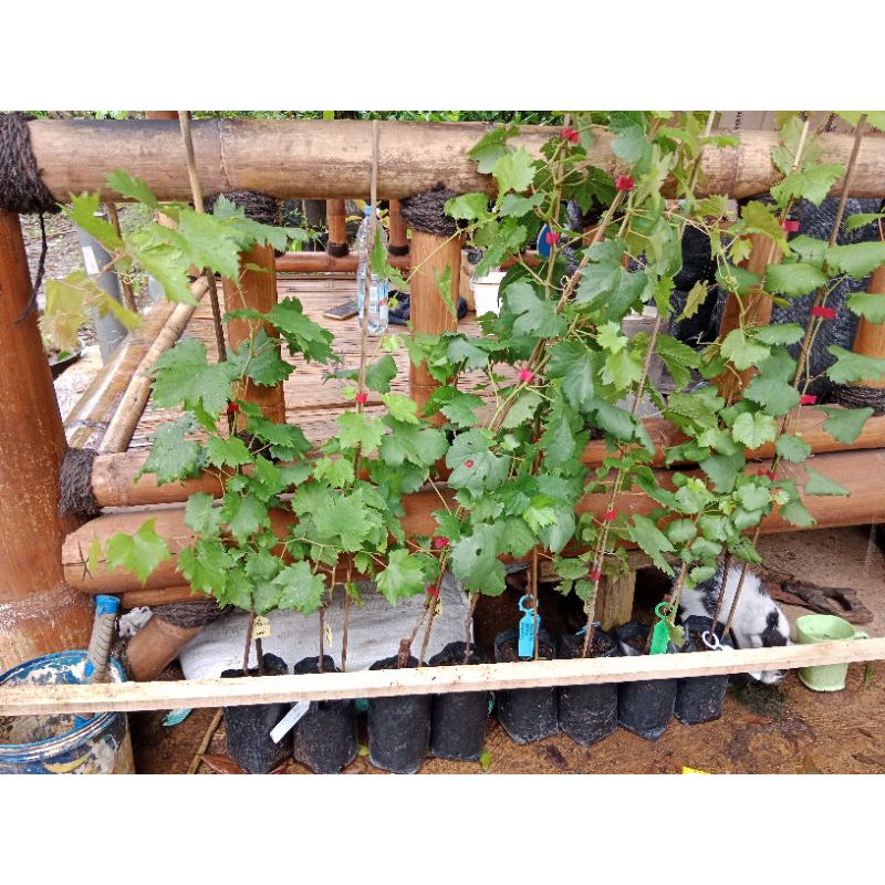 Jual Bibit buah anggur jenis “Velez, simni rembo, cerni kristal, andre ...