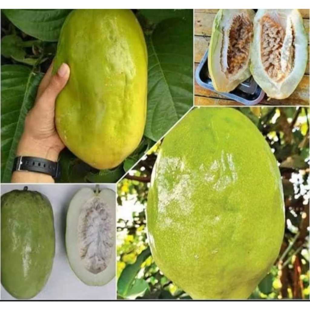 Jual Bibit Pohon Buah Markisa Jumbo Erbis Besar | Shopee Indonesia