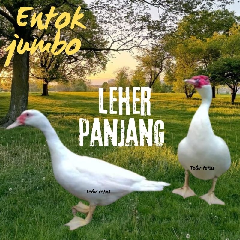 Jual telur entok jumbo fertil asli leher panjang | Shopee Indonesia