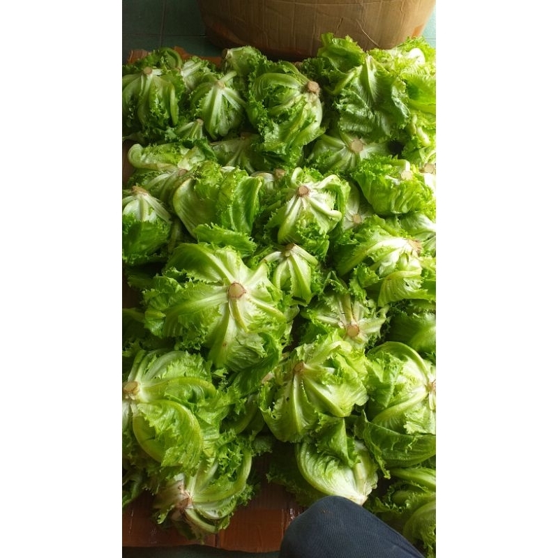 Jual sayur lotus/ selada fres 1kg | Shopee Indonesia