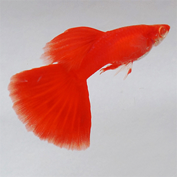 Jual ikan guppy albino full red / GUPPY ALBINO FULL RED (AFR) | Shopee Indonesia