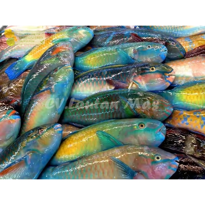 Jual Ikan Parot Segar Ikan Kaka Tua Utuh Parrot Fish 1Kg | Shopee Indonesia