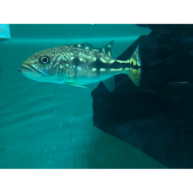 Jual Pbass Pinima FULL PELET (Sudah Mau Makan pelet). | Shopee Indonesia