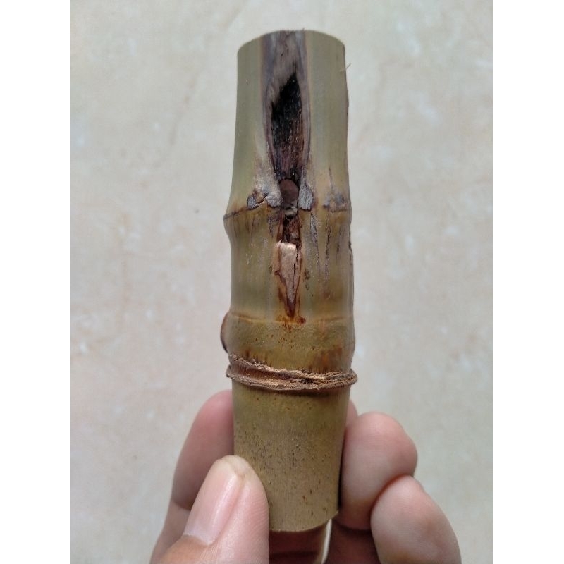 Jual BAMBU UNIK COMBONG TEMBUS + KENDIT | Shopee Indonesia