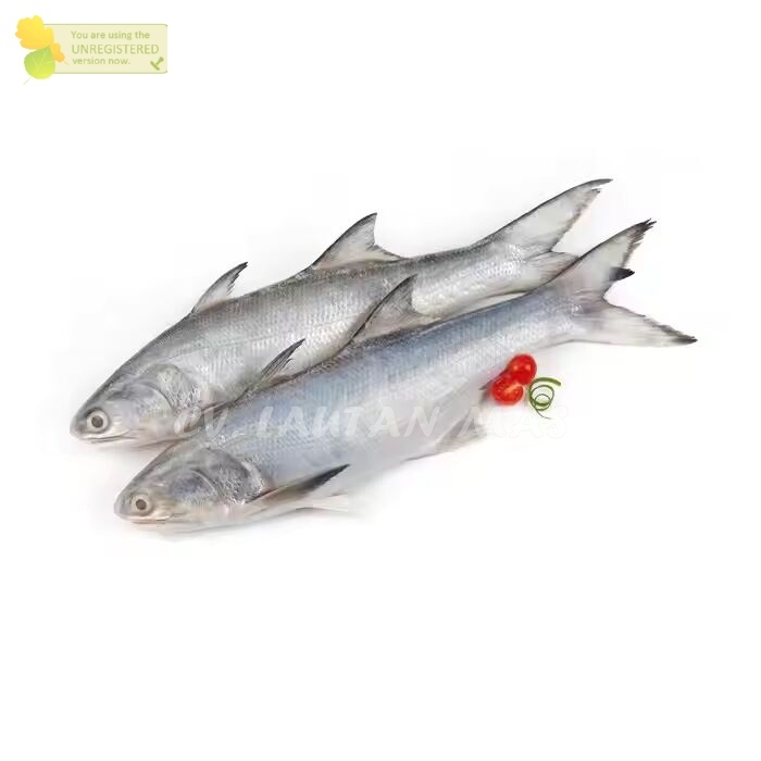 Jual Ikan Senangin Segar Ikan Kuro Senangin Utuh 1Kg | Shopee Indonesia