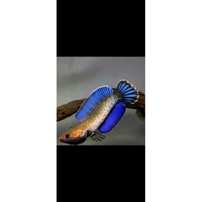 Jual andrau ukuran 7cm ikan ikan terpilih/di sortirkan yg terbaik untuk ...