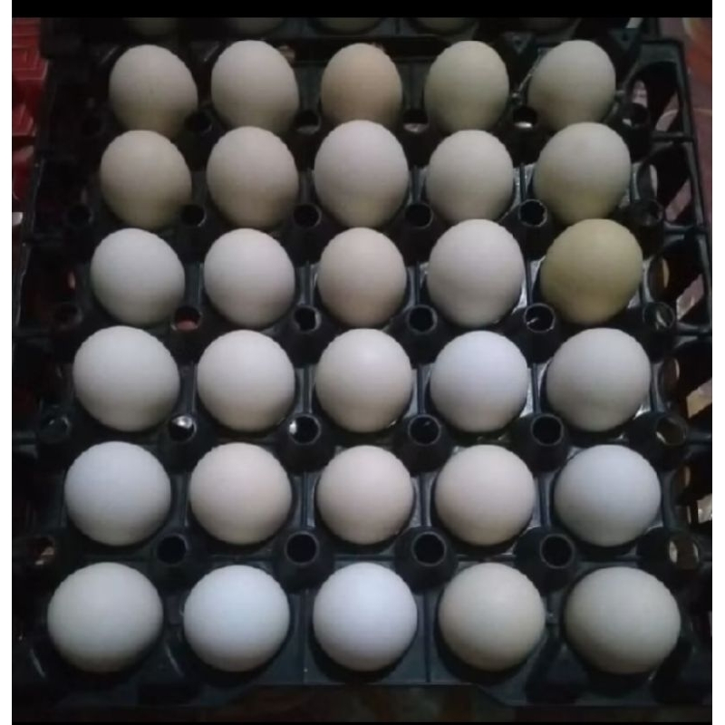 Jual telur fertil elba 10 butir | Shopee Indonesia