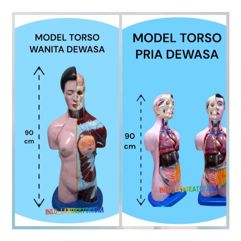 Jual Torso Pria & Wanita Dewasa/Torso atau Phantom Pria Besar/Torso ...