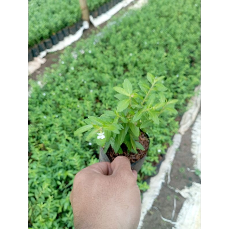 Jual Tanaman Hias Taiwan Beauty Bunga Putih Tanaman Taiwan Bunga Putih ...